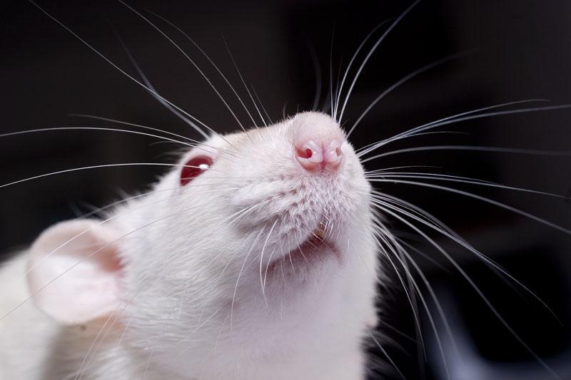 Bathing a Pet Rat - Step by Step Guide