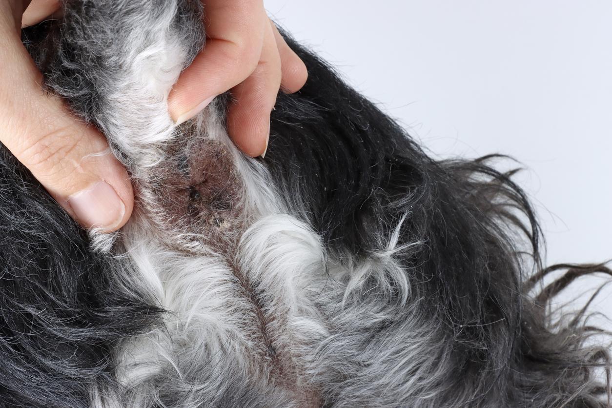 My Dog Has a Lump Near His Anus - Perianal Tumors in Dogs