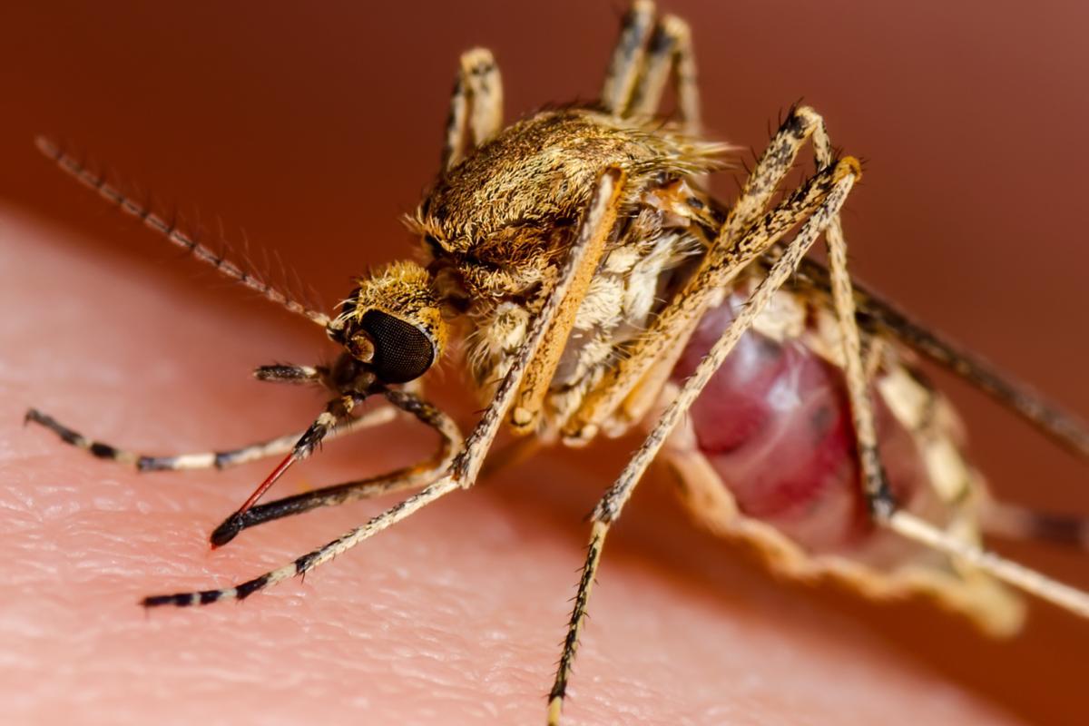 Do Insects Have Blood? - Insect Circulatory System