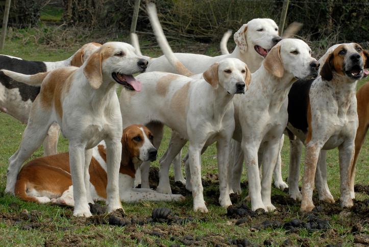 20+ English Dog Breeds List - Popular British Dogs With Pictures