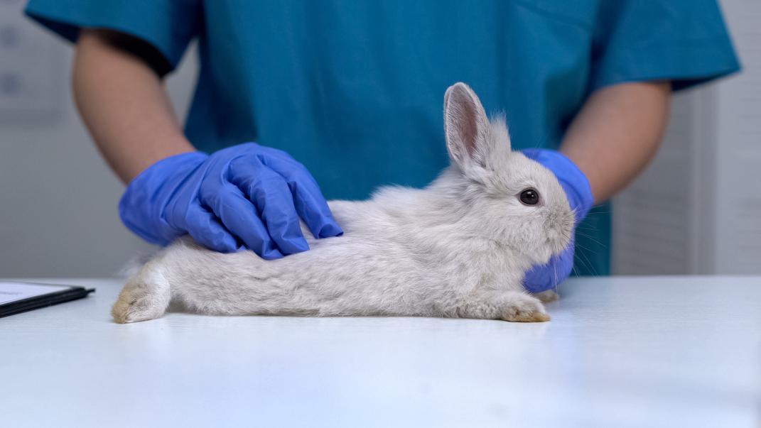 My Rabbit Won't Urinate Anymore - Oliguria and Anuria Causes & Treatment