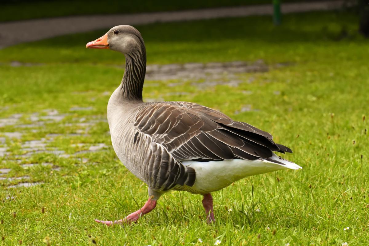 How Long Do Geese Live? - Goose Life Expectancy