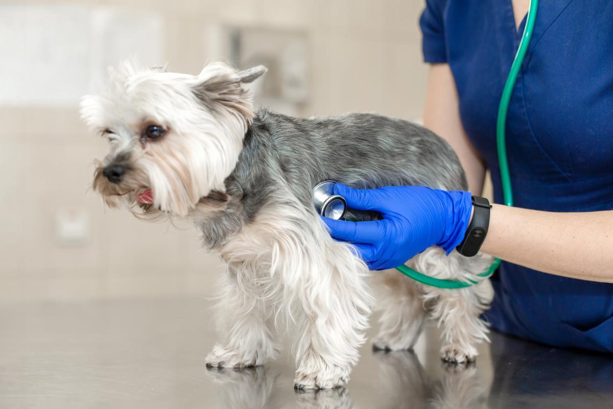 Pulmonary Hypertension in Dogs - Symptoms, Causes and Treatment