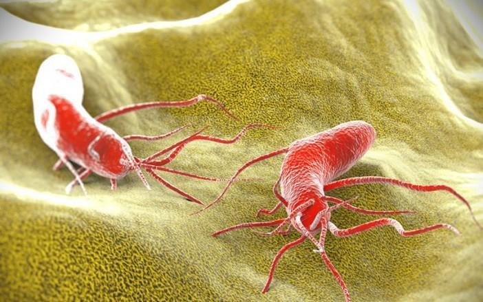 10 Diseases Transmitted by Rats to Humans - Illnesses Spread by Rats