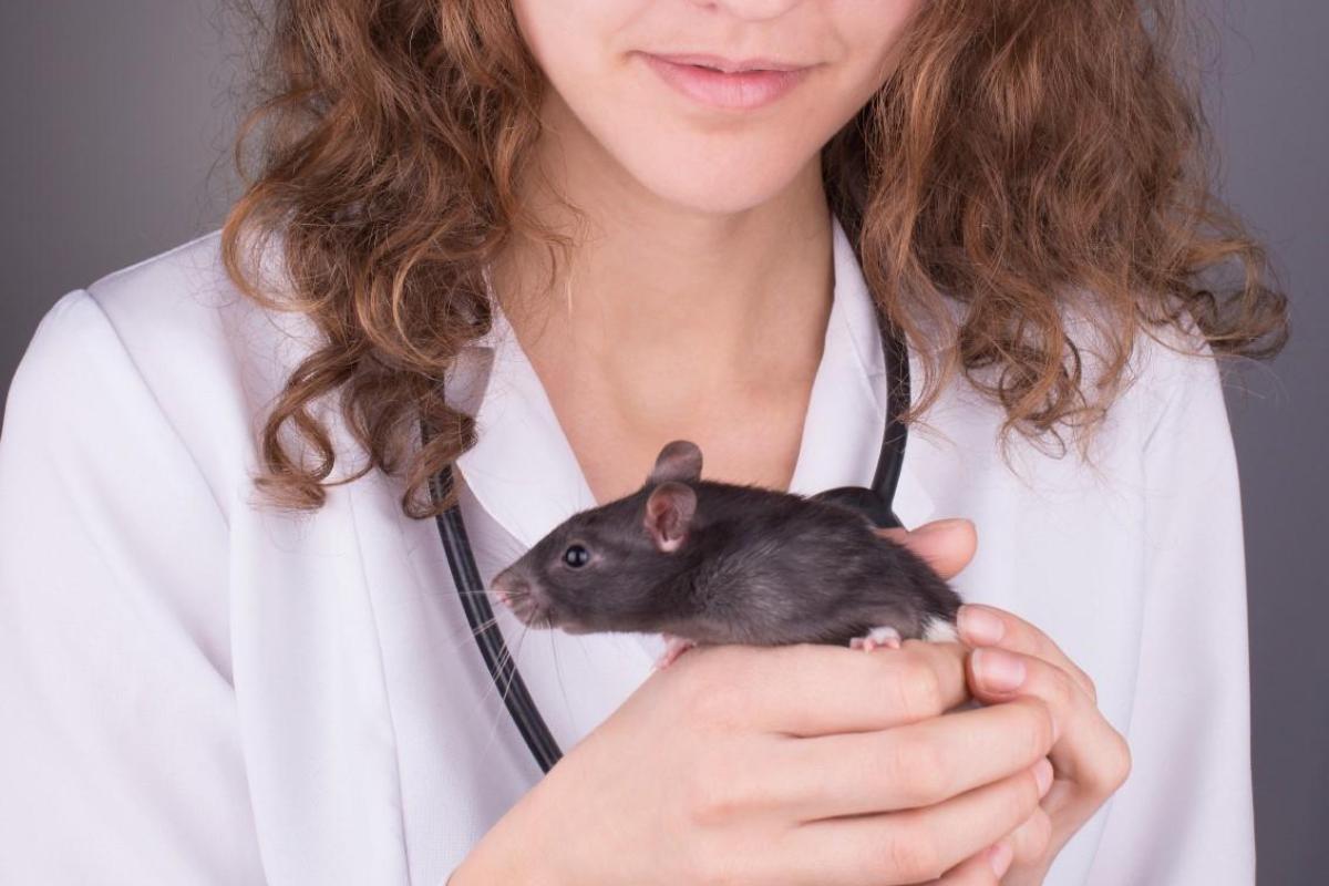10 Diseases Transmitted by Rats to Humans - Illnesses Spread by Rats