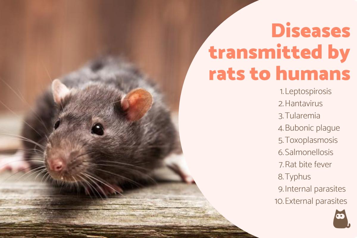 10 Diseases Transmitted by Rats to Humans - Illnesses Spread by Rats