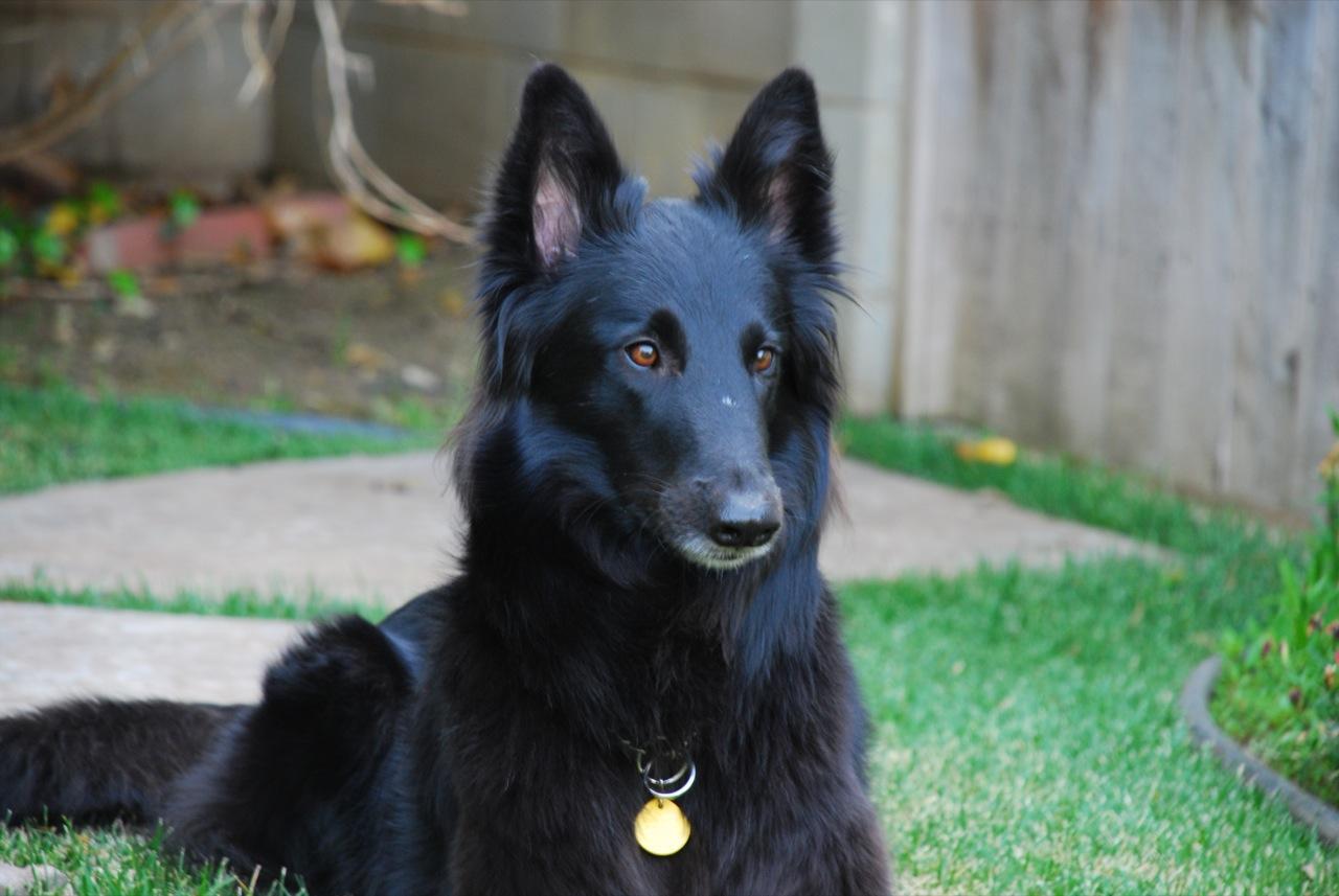 Types of Belgian Shepherd Dog - All Breed Variations (With Photos)