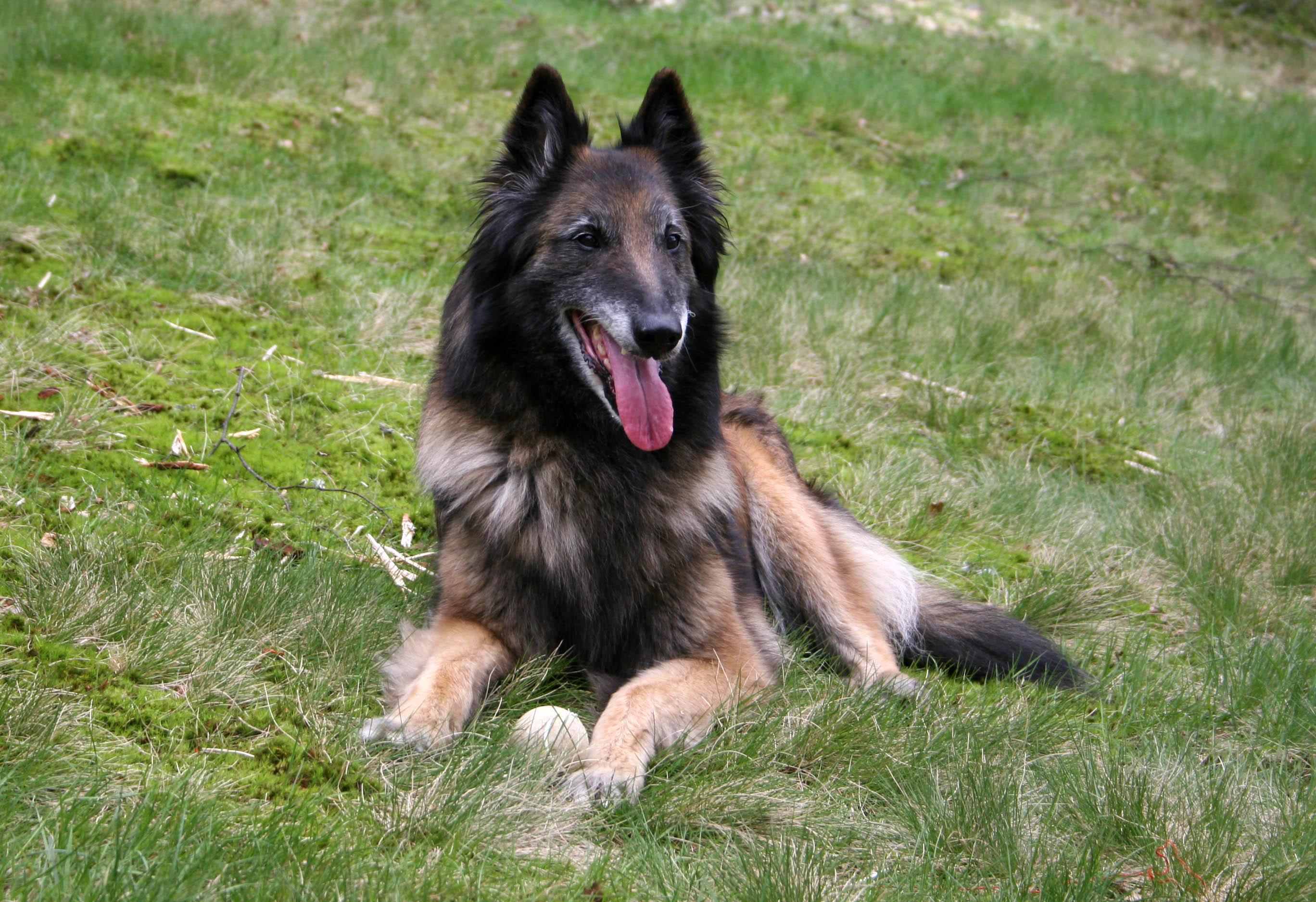 Types of Belgian Shepherd Dog - All Breed Variations (With Photos)