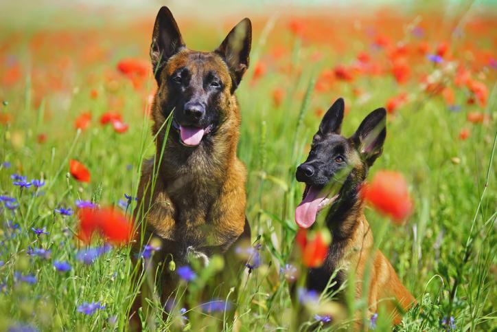 Types of Belgian Shepherd Dog - All Breed Variations (With Photos)