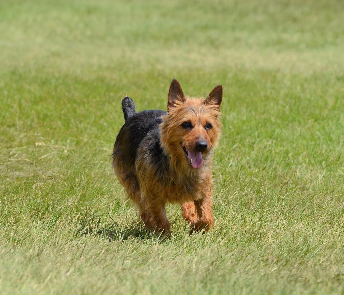 Australian Dog Breeds- Top 13 With Pictures!