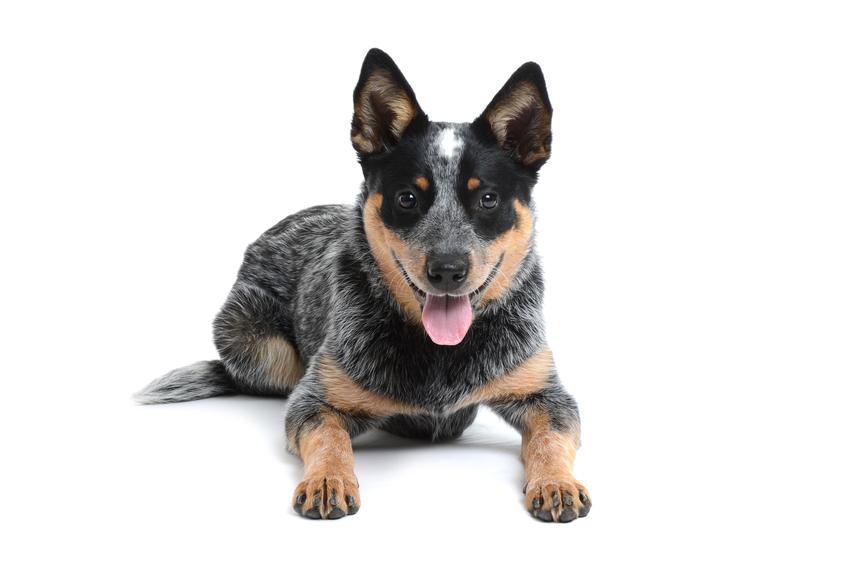 Australian Dog Breeds- Top 13 With Pictures!