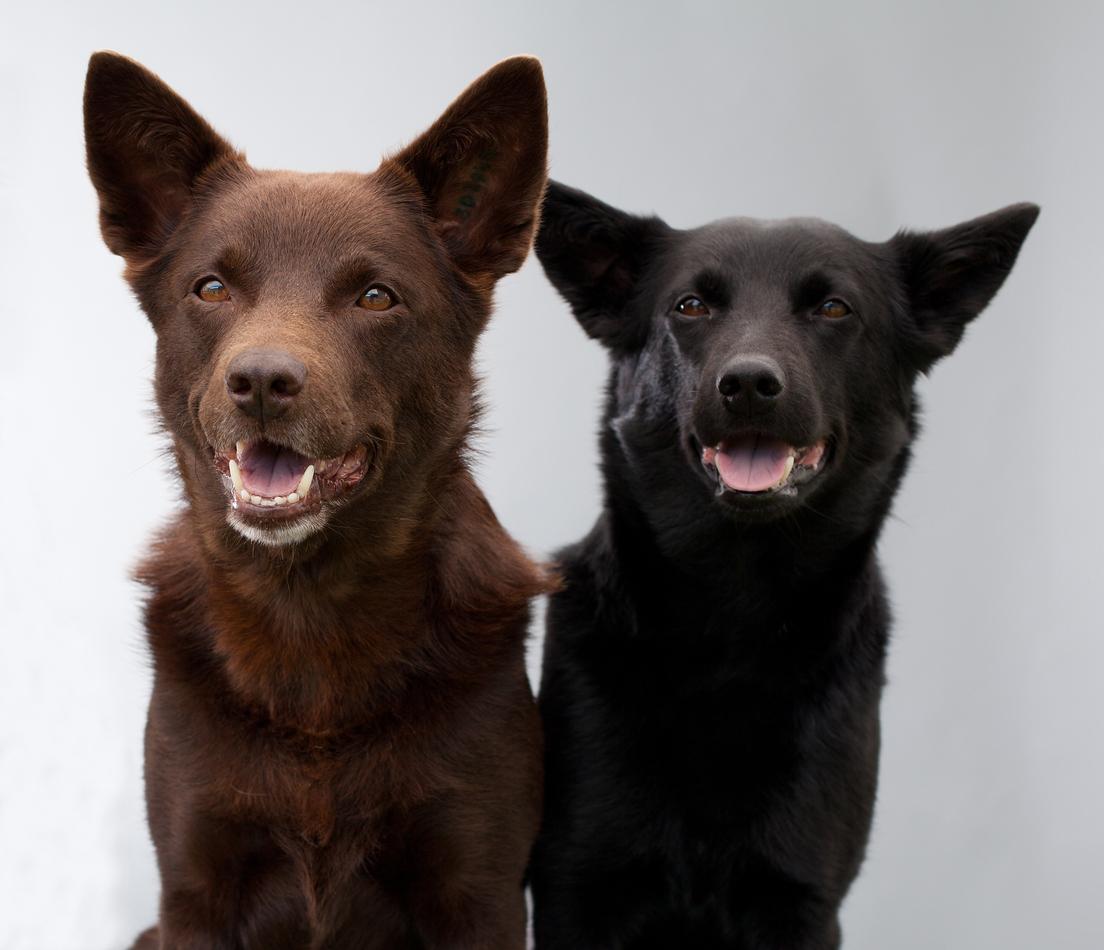 Australian Dog Breeds- Top 13 With Pictures!