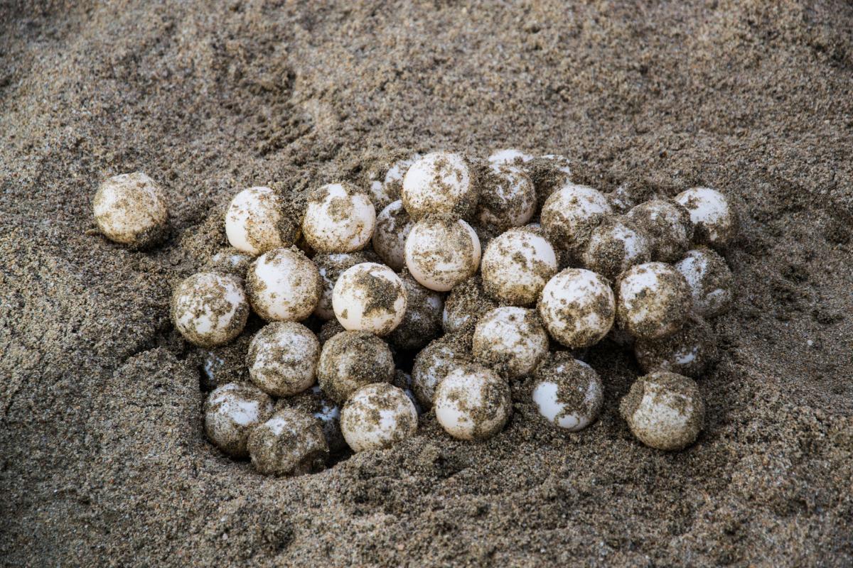 How Are Sea Turtles Born? - From Egg to Hatchling