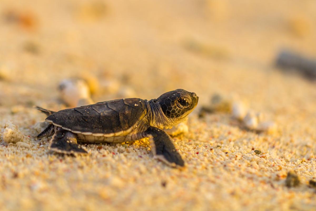 How Are Sea Turtles Born? - From Egg to Hatchling