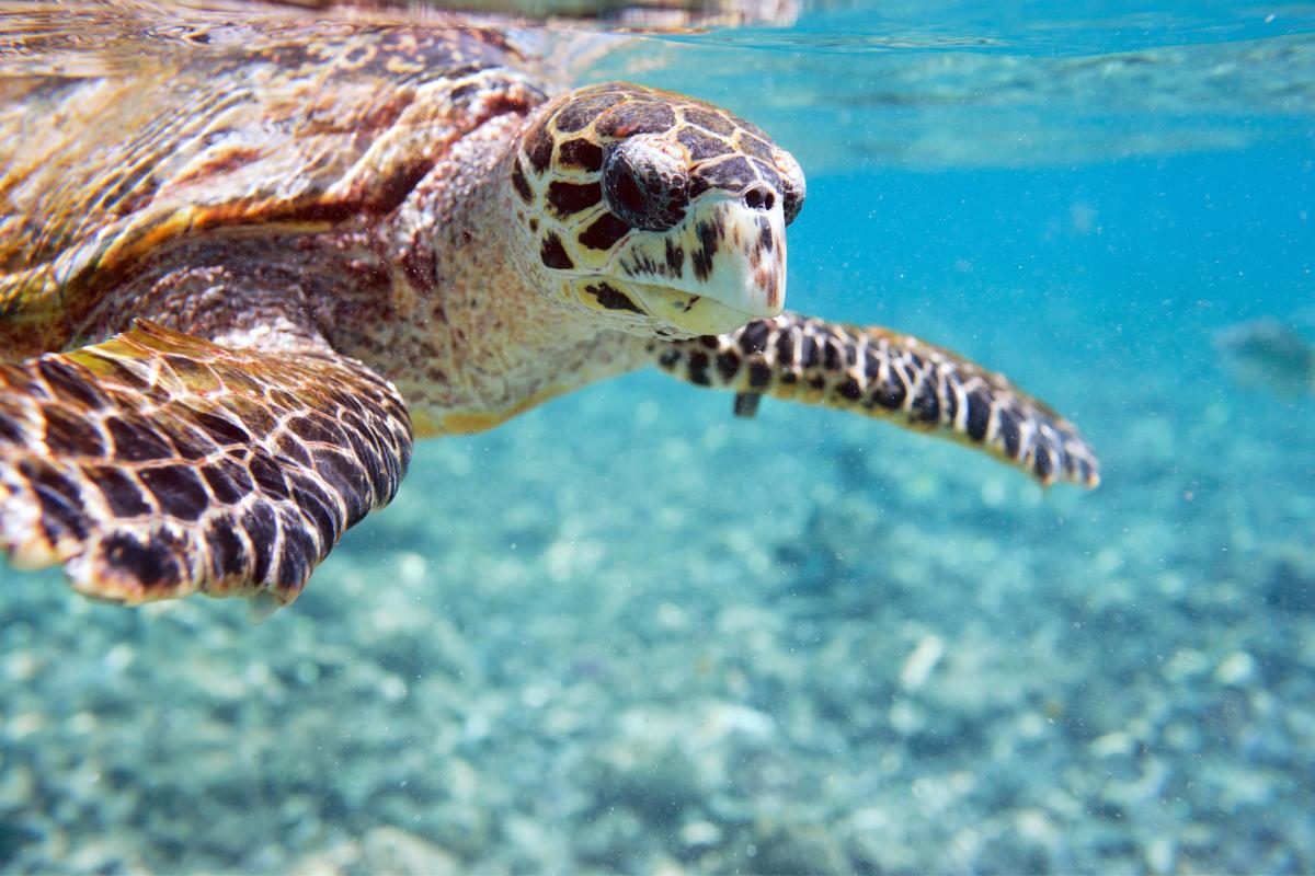 How Are Sea Turtles Born? - From Egg to Hatchling