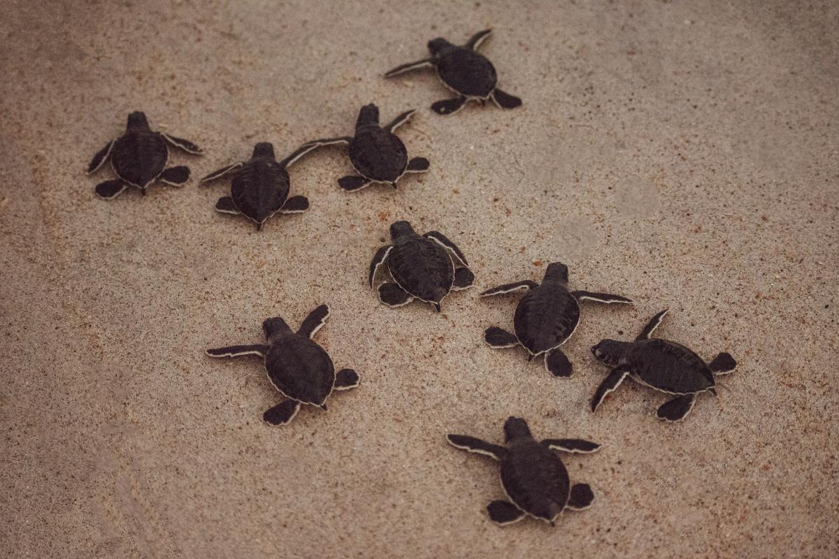 How Are Sea Turtles Born? - From Egg to Hatchling