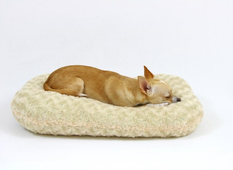 Benadryl for Dogs: Guide for Dosage, Side Effects and Safety