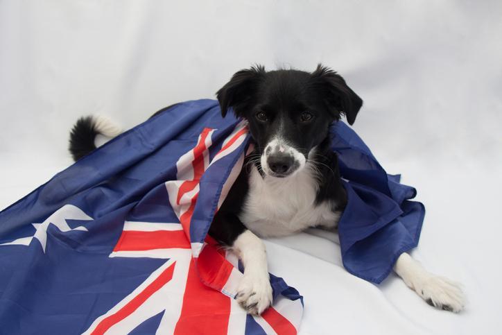 Australian Dog Breeds- Top 13 With Pictures!