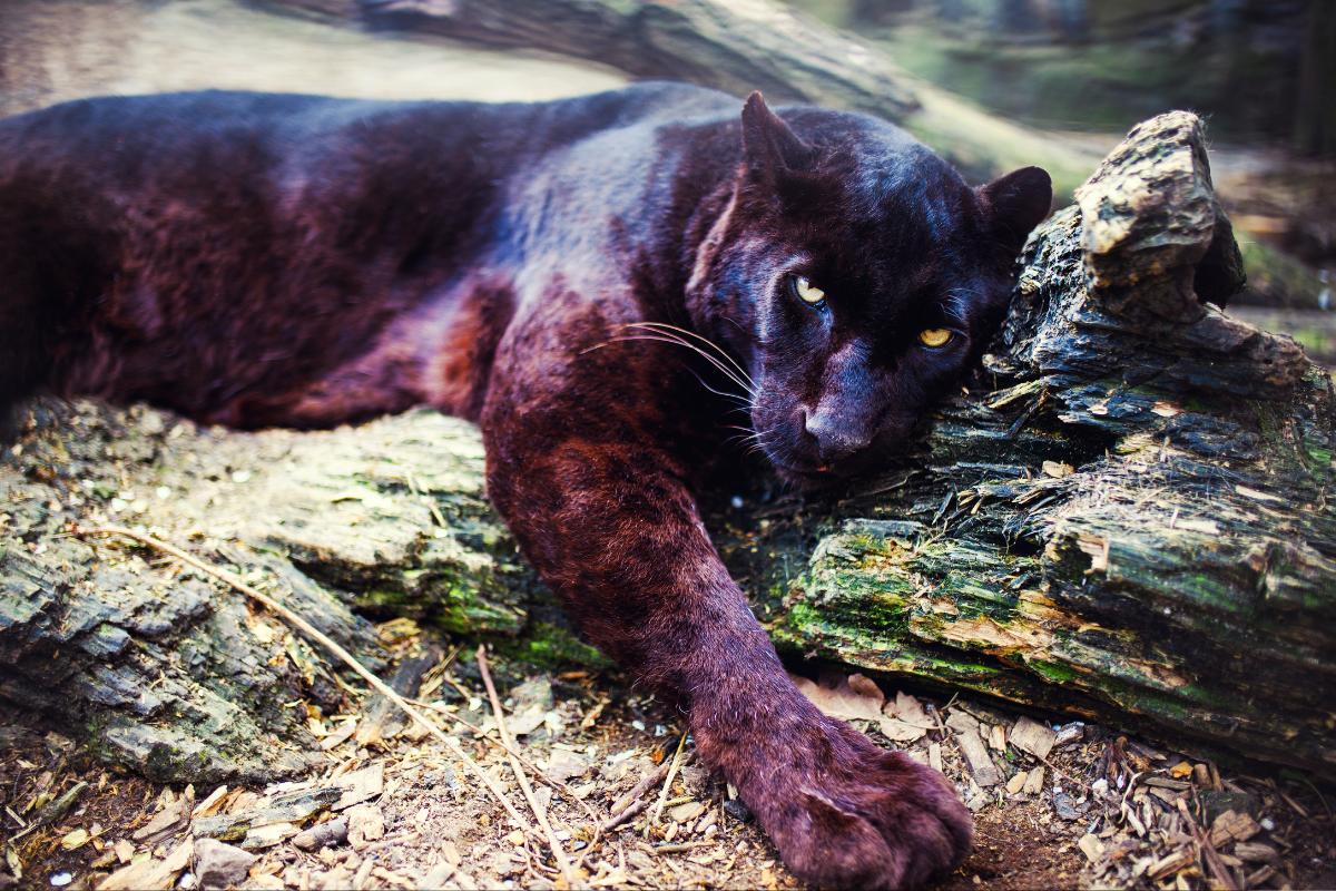 Black Panthers - 10 Surprising Facts You’ve Never Heard Before