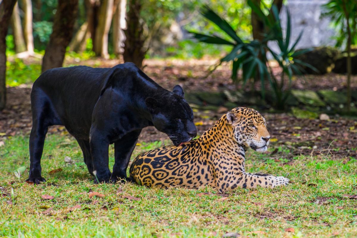 Black Panthers - 10 Surprising Facts You’ve Never Heard Before