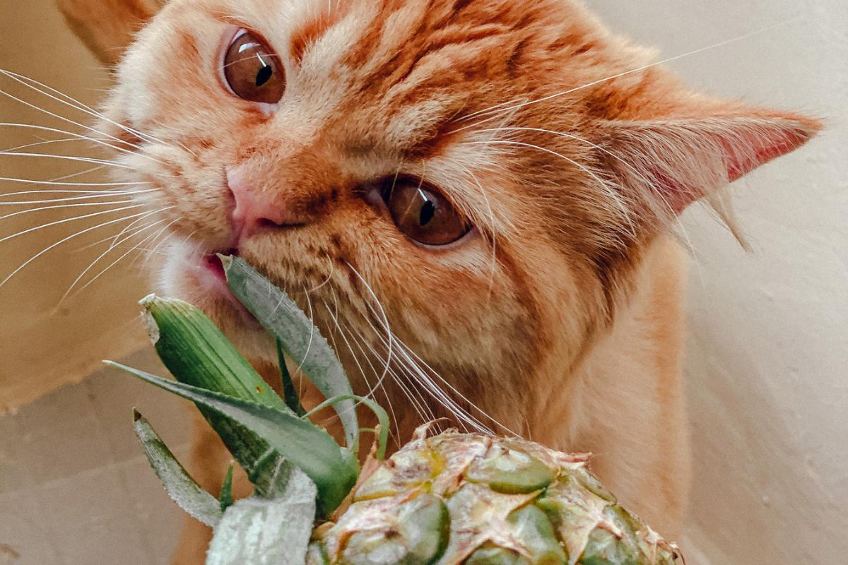Can Cats Eat Pineapple? - Benefits, Dosage and Side Effects