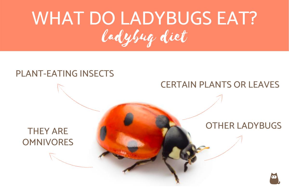 What Do Ladybugs Eat? - All About Ladybugs!