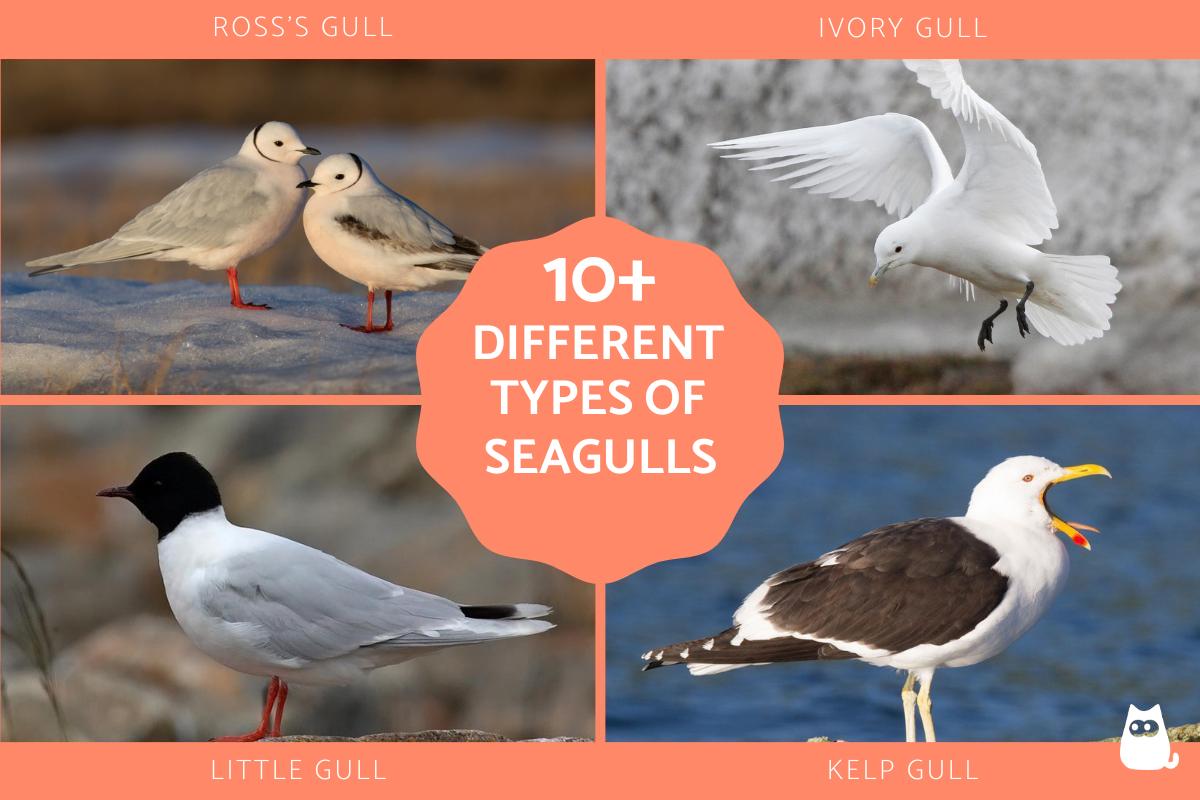 10+ Different Types of Seagulls - Sea Gull Types With Photos