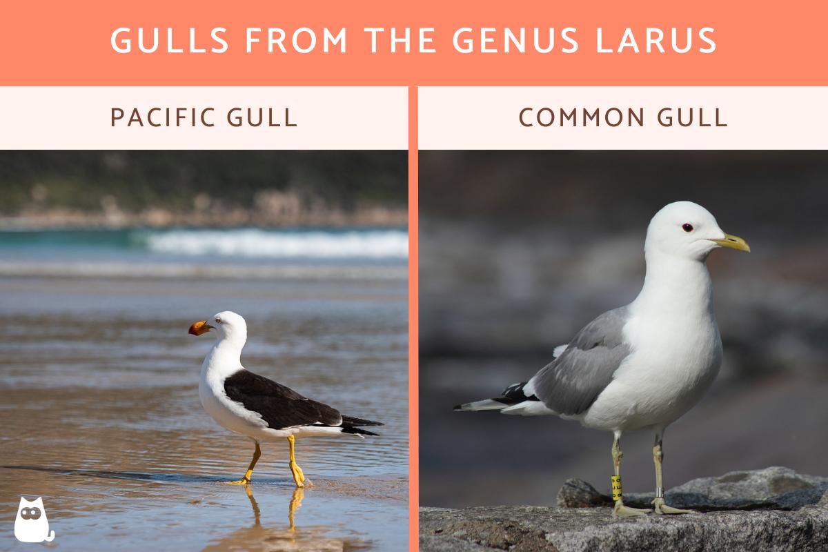 10+ Different Types of Seagulls - Sea Gull Types With Photos