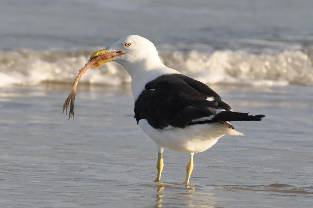 10+ Different Types of Seagulls - Sea Gull Types With Photos