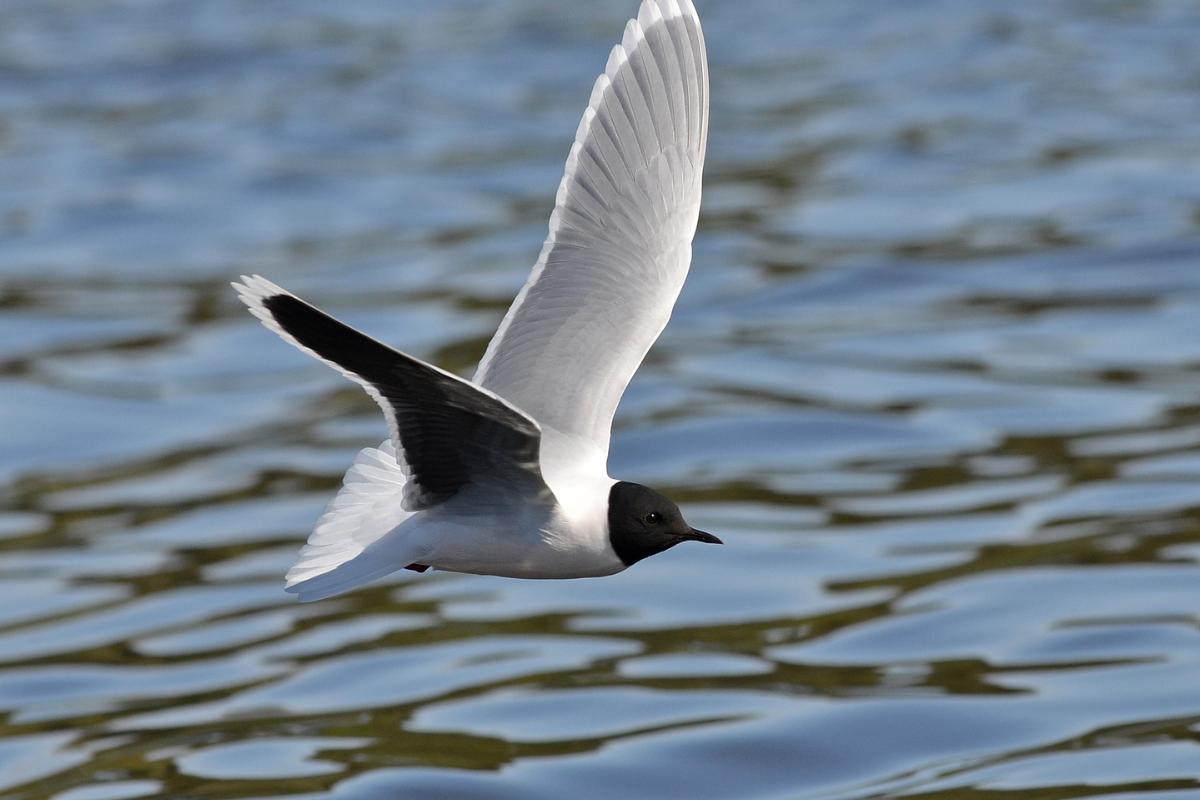 10+ Different Types of Seagulls - Sea Gull Types With Photos