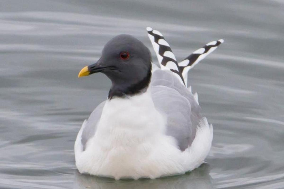 10+ Different Types of Seagulls - Sea Gull Types With Photos