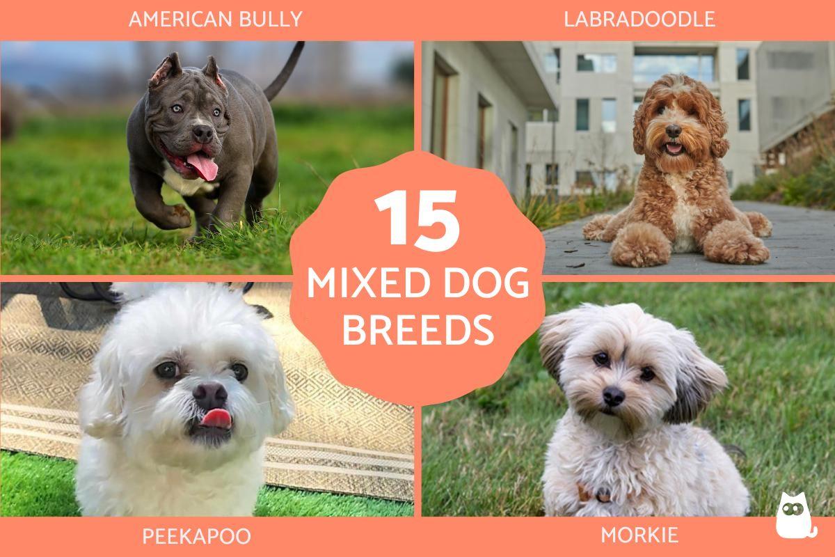 15 Mixed-Breed Dogs - Definition, Key Traits, and Heritage