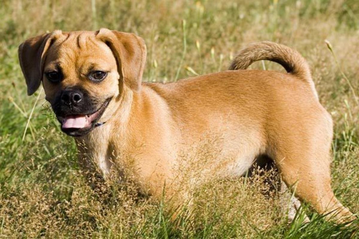 15 Mixed-Breed Dogs - Definition, Key Traits, and Heritage