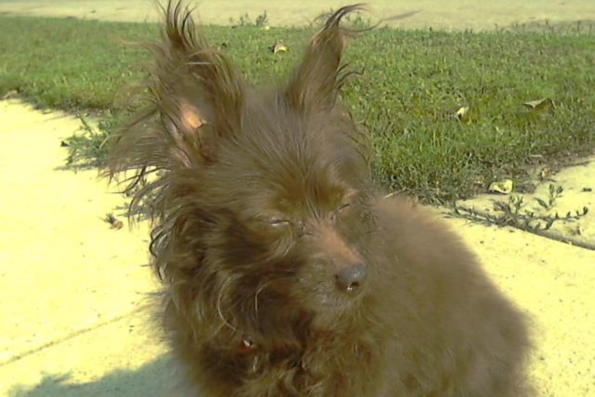 15 Mixed-Breed Dogs - Definition, Key Traits, and Heritage