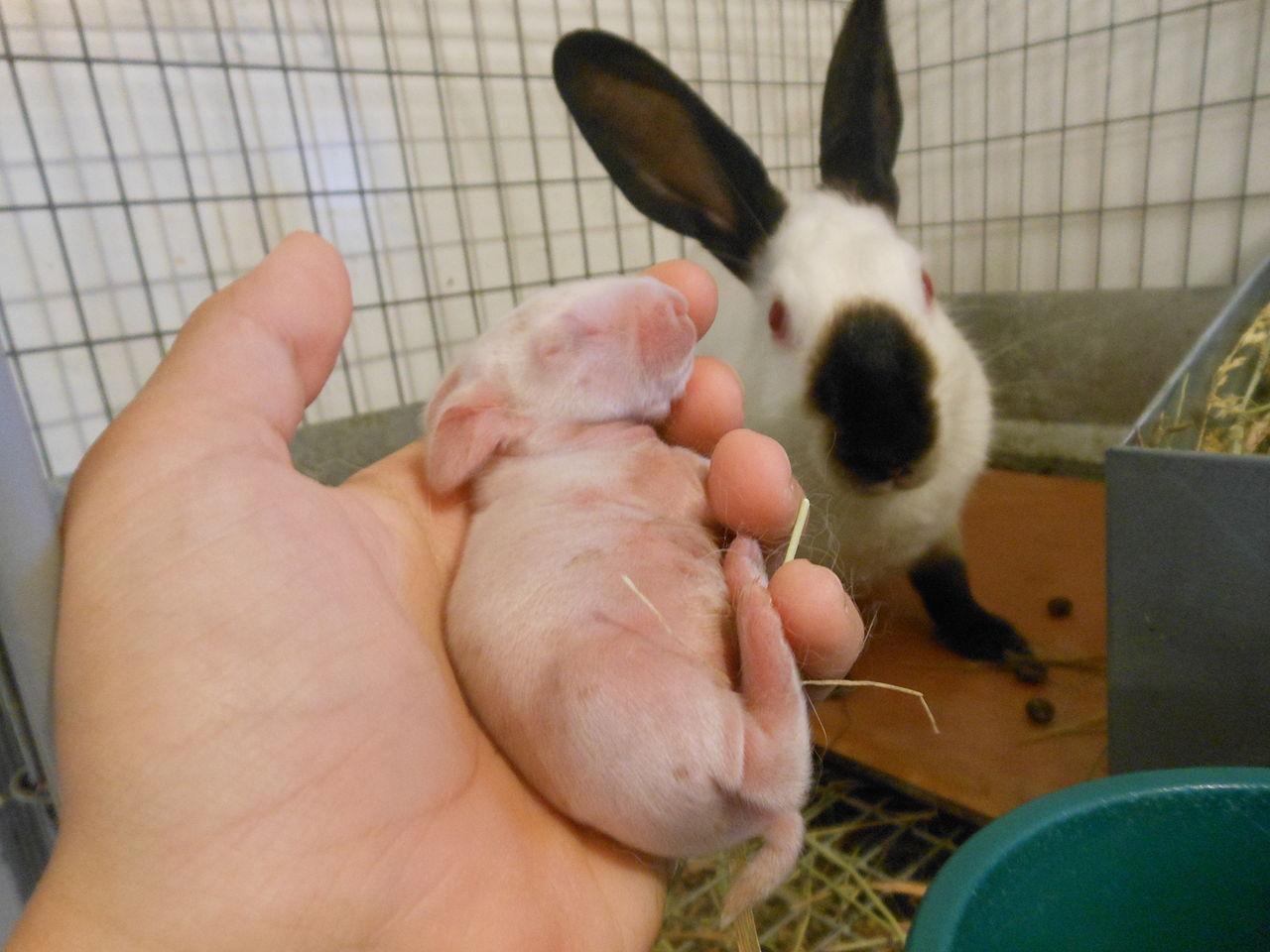 How to Care for Newborn Rabbits With a Mother - Domestic Baby Bunnies