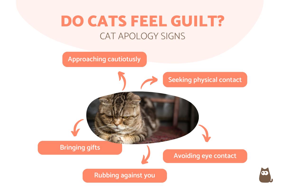 Do Cats Feel Guilt? - Cat Apology Signs