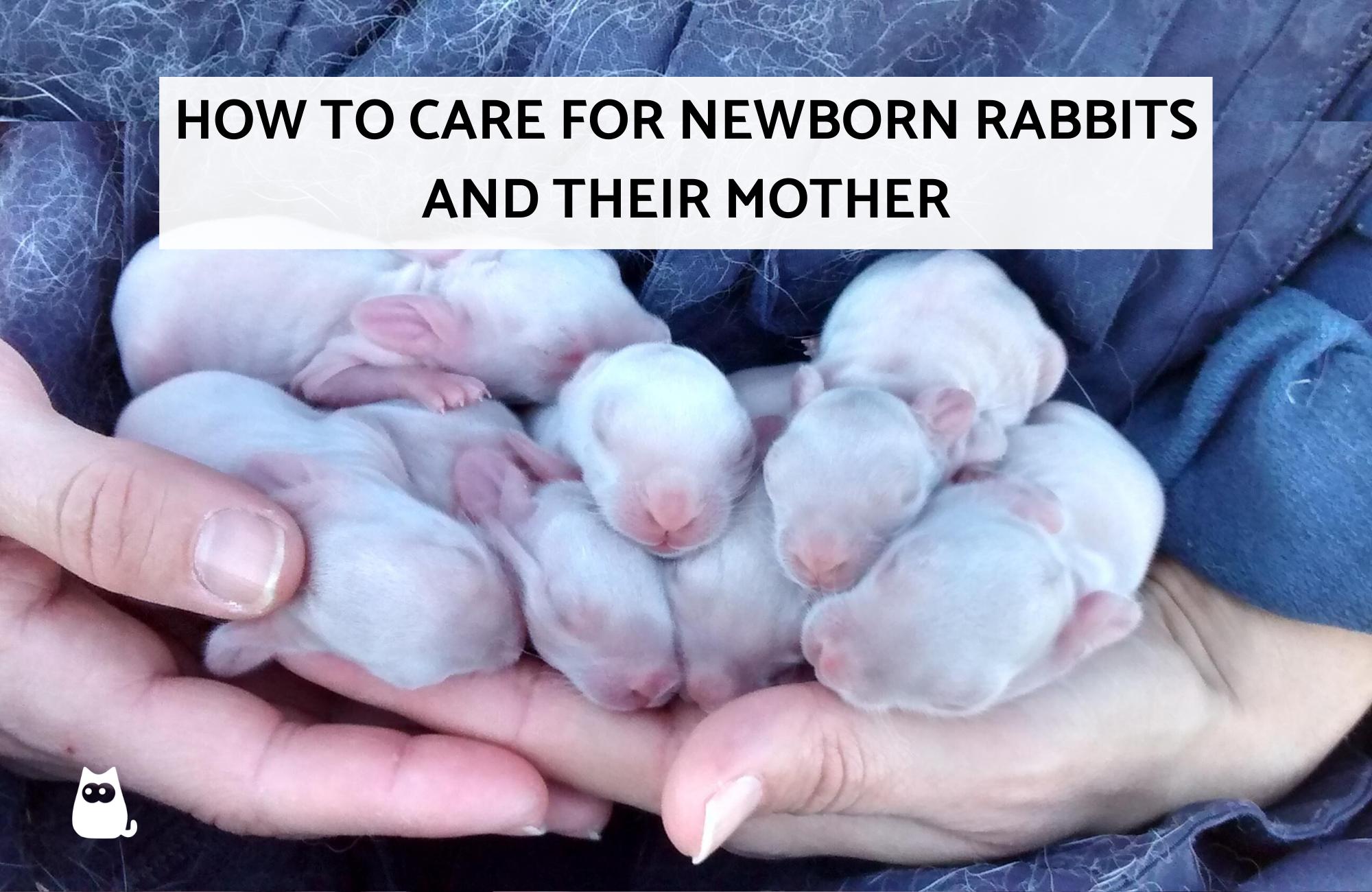 How to Care for Newborn Rabbits With a Mother - Domestic Baby Bunnies