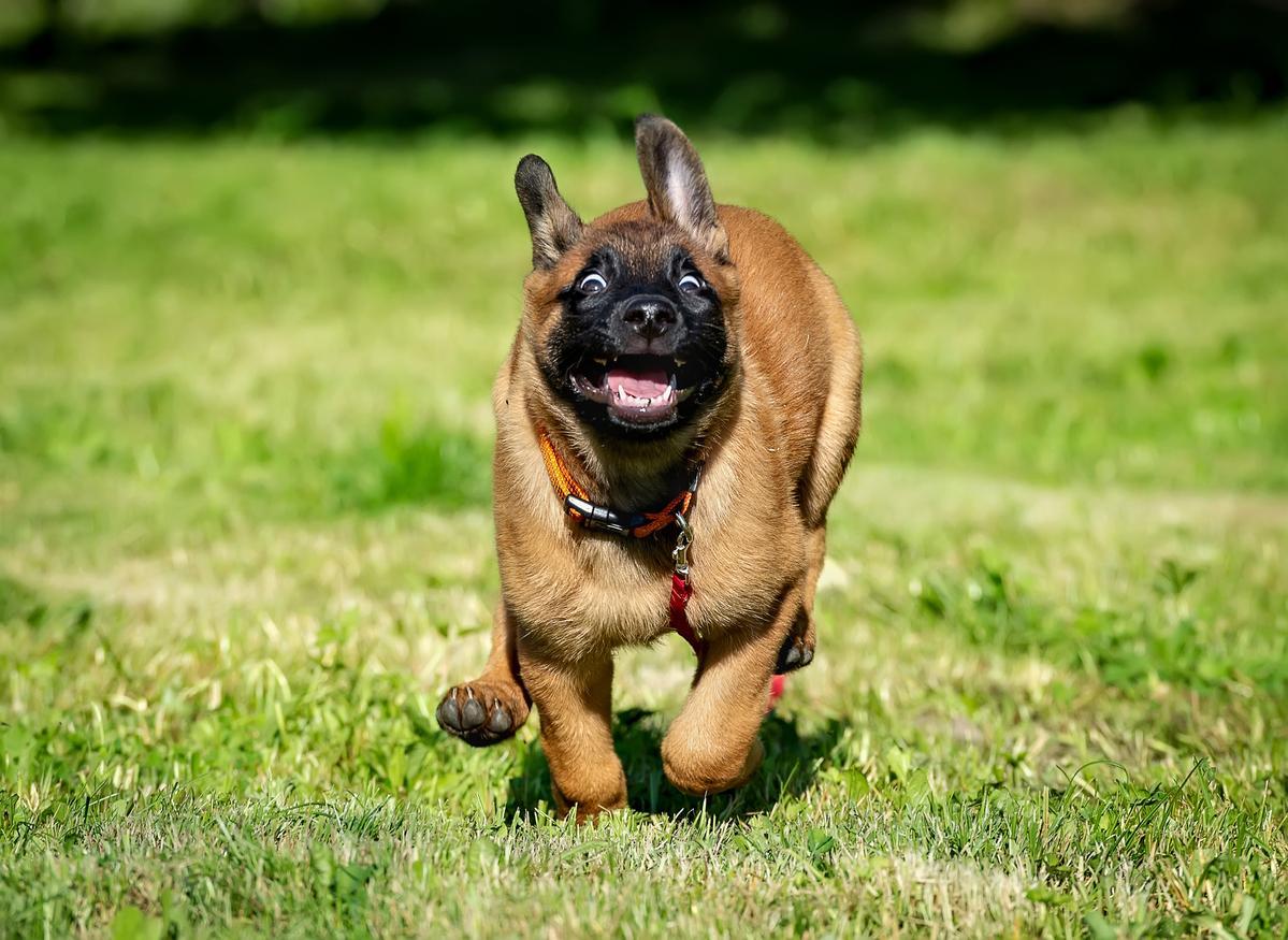 My Dog Is Freaking Out for No Reason - Zoomies in Dogs