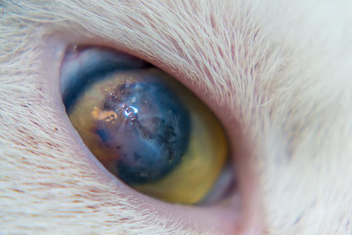 Cat Eye Diseases - Causes, Symptoms and Treatment - FULL LIST with PHOTOS!