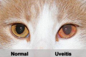 Cat Eye Diseases - Causes, Symptoms and Treatment - FULL LIST with PHOTOS!