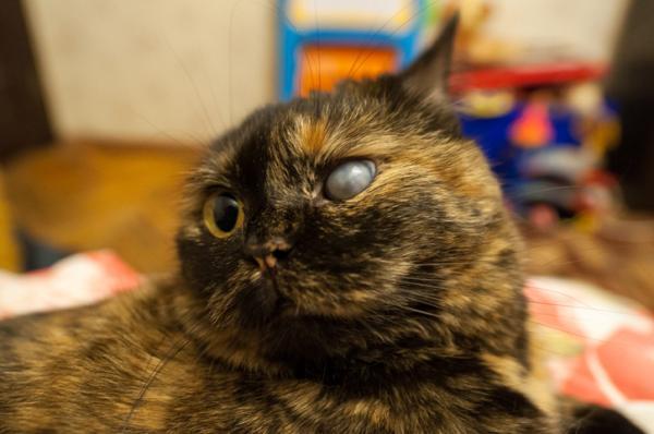 Cat Eye Diseases - Causes, Symptoms and Treatment - FULL LIST with PHOTOS!