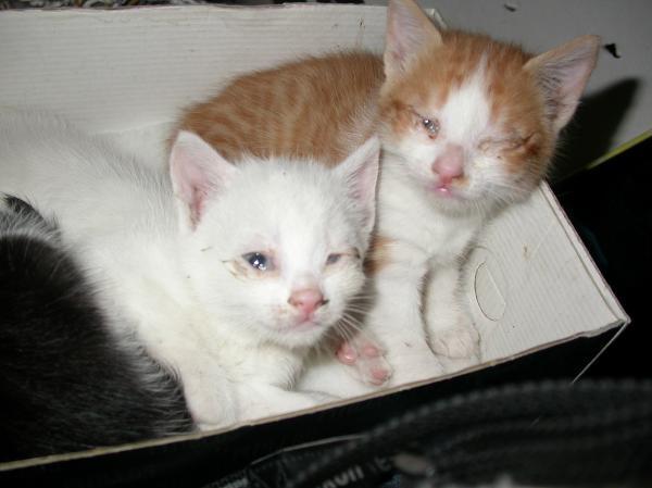 Cat Eye Diseases - Causes, Symptoms and Treatment - FULL LIST with PHOTOS!