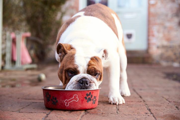 Dog Indigestion Symptoms and Treatment - Dyspepsia in Dogs