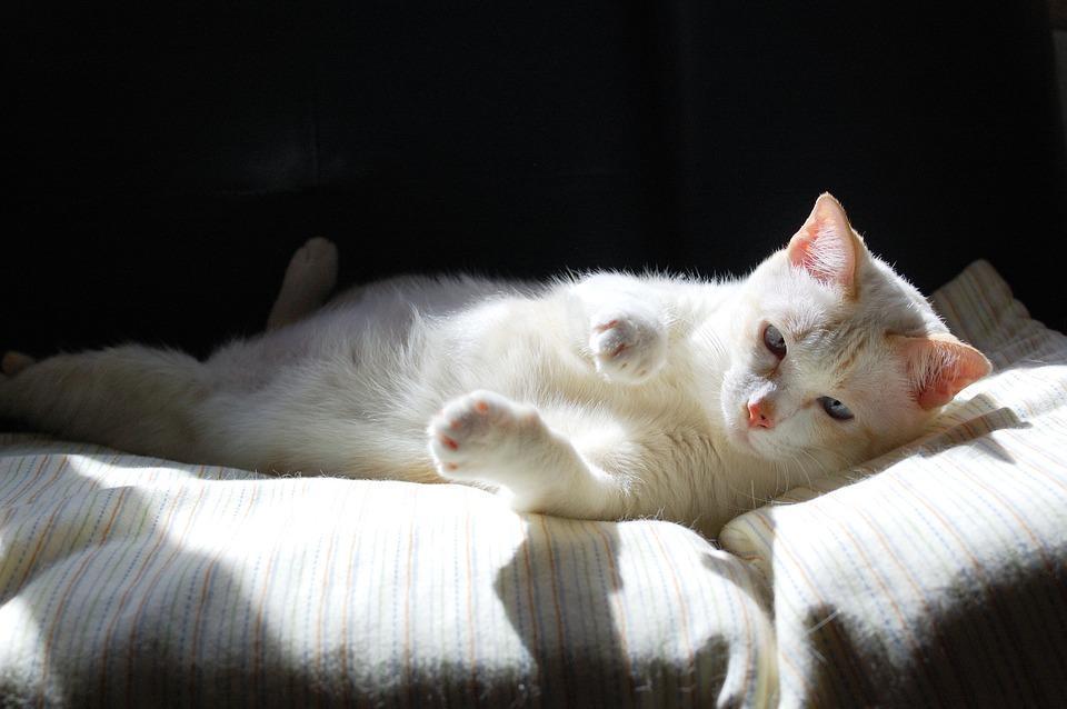 Caring for an Albino Cat