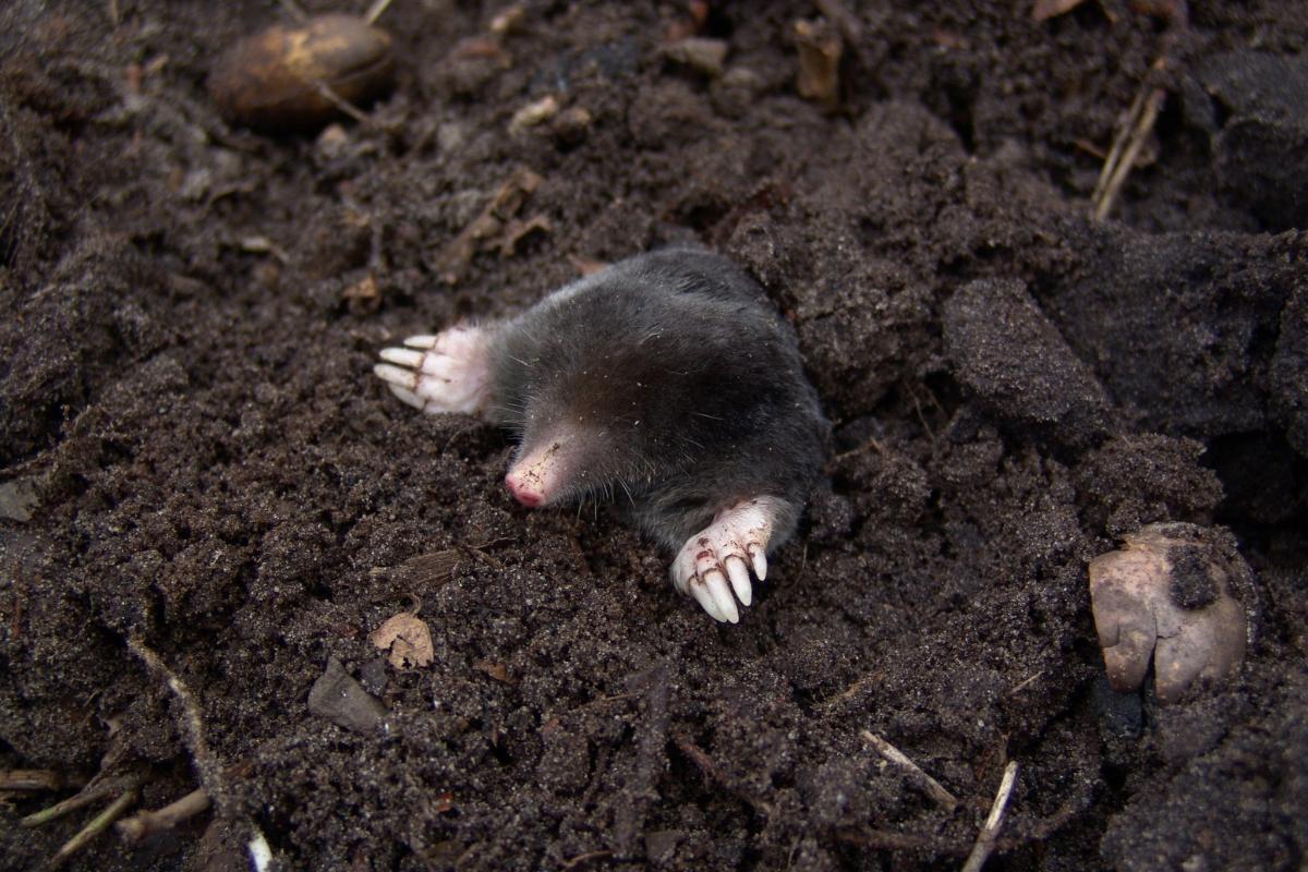 Everything You Need to Know About Moles - Diet, Habitat & Photos