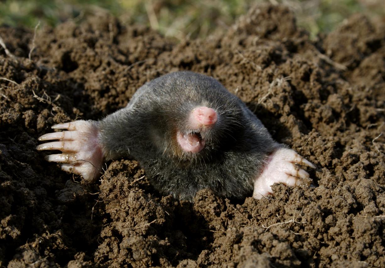 Everything You Need to Know About Moles - Diet, Habitat & Photos