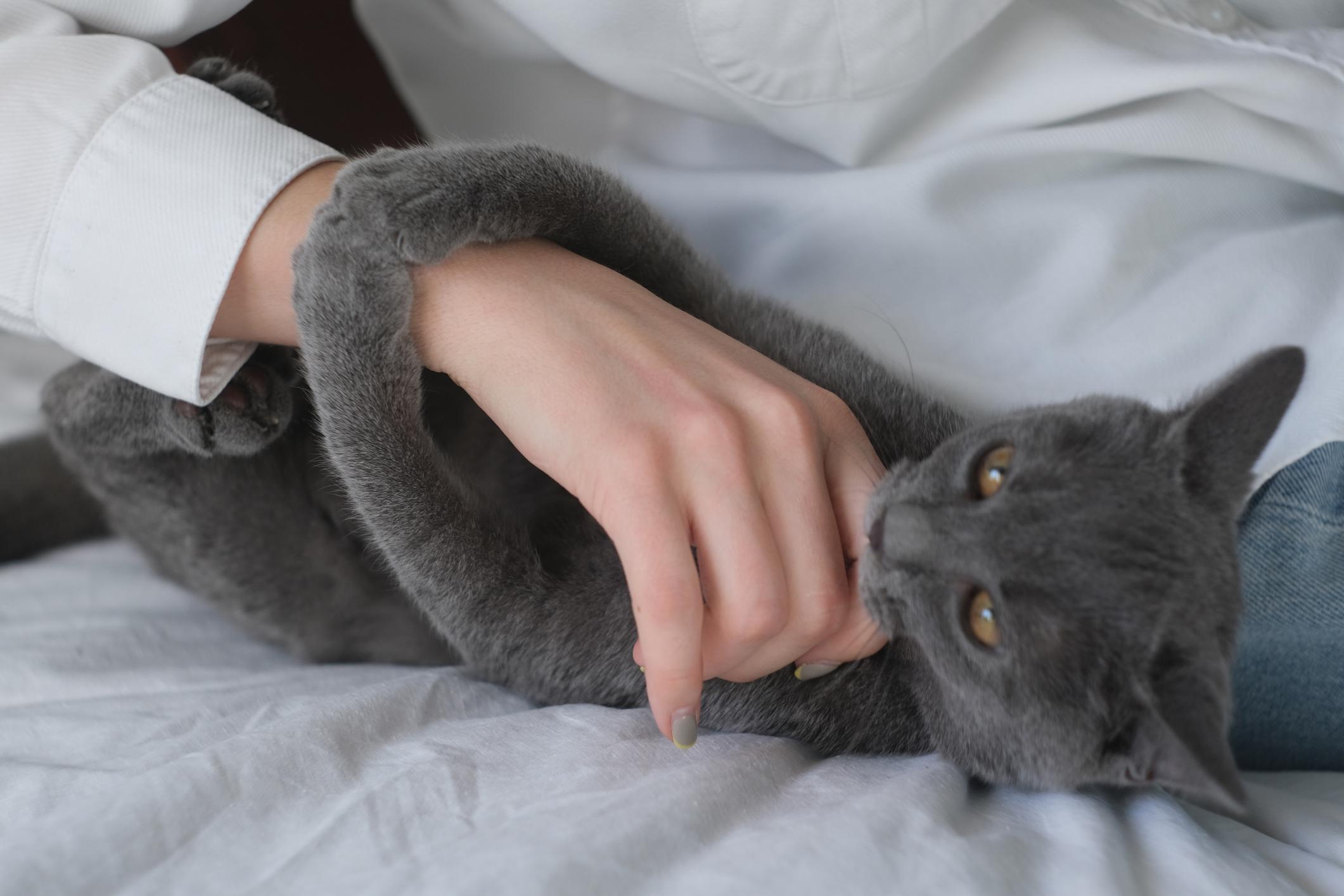 My Cat Nibbles Me a Lot - Cat Love Bites - Why and What to Do