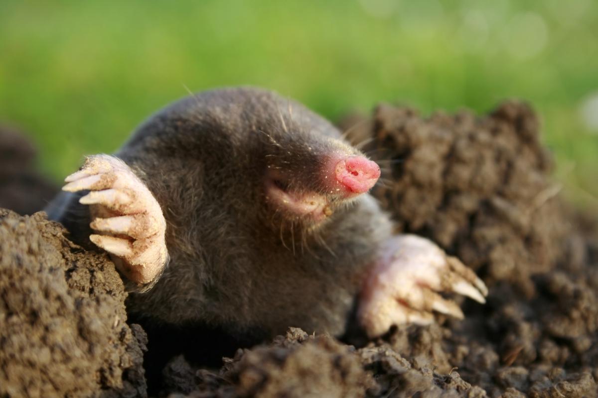 Everything You Need to Know About Moles - Diet, Habitat & Photos