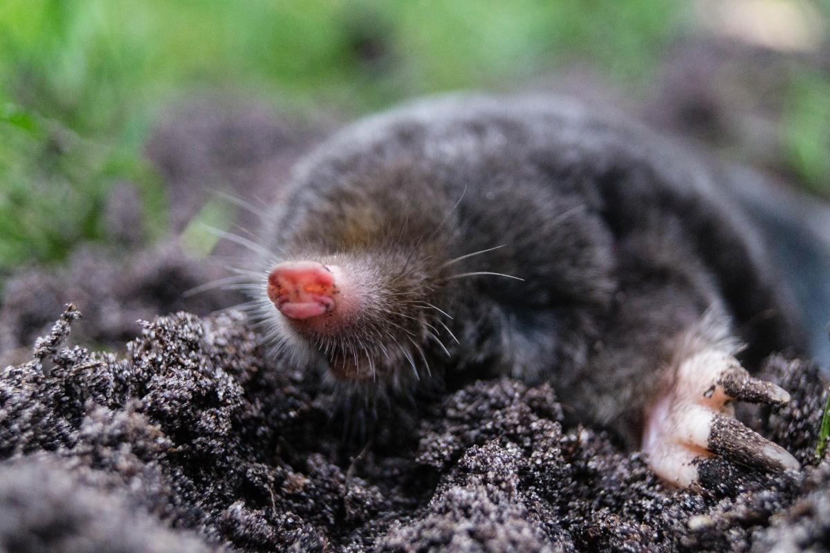 Everything You Need to Know About Moles - Diet, Habitat & Photos