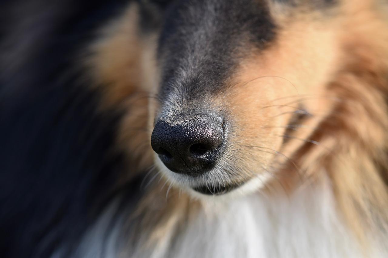Why Do Dogs Have Whiskers? - Dog Whisker Functions